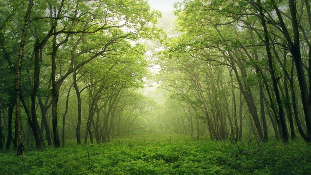 Which is the largest man made forest in Pakistan? | FA Ques – Simple ...