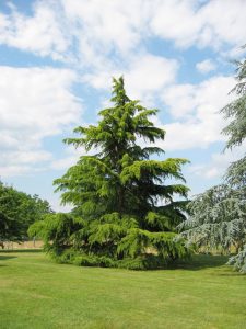 What is Pakistan's national tree? | FA Ques – Simple Answers