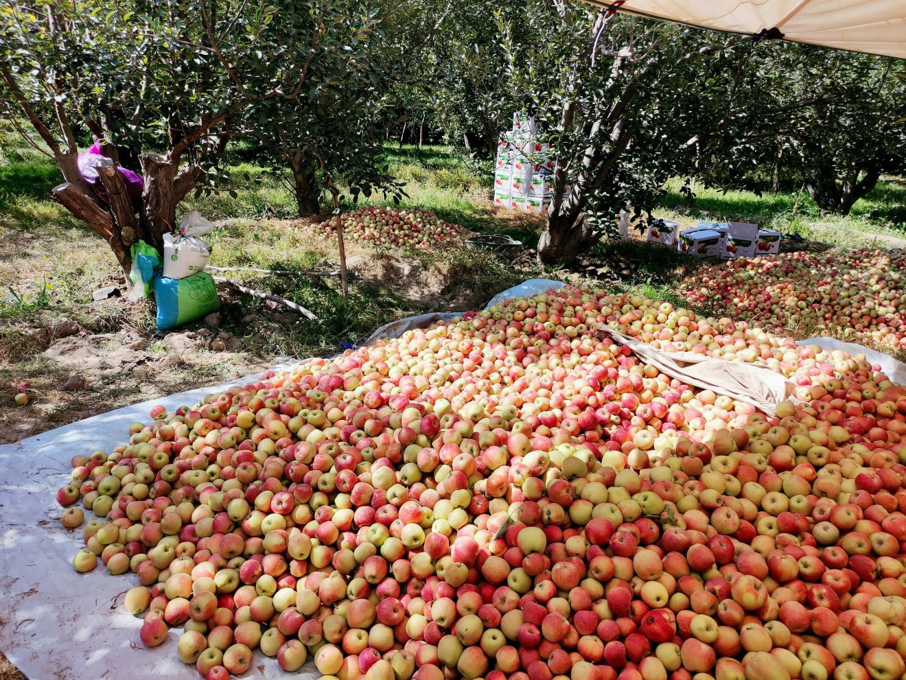 Which city is called city of Fruits in Pakistan? | FA Ques – Simple Answers